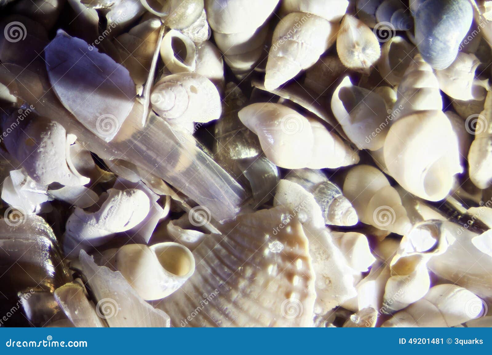 Micro Photo of Sea Shell Sand Stock Image - Image of enlarged, macro ...