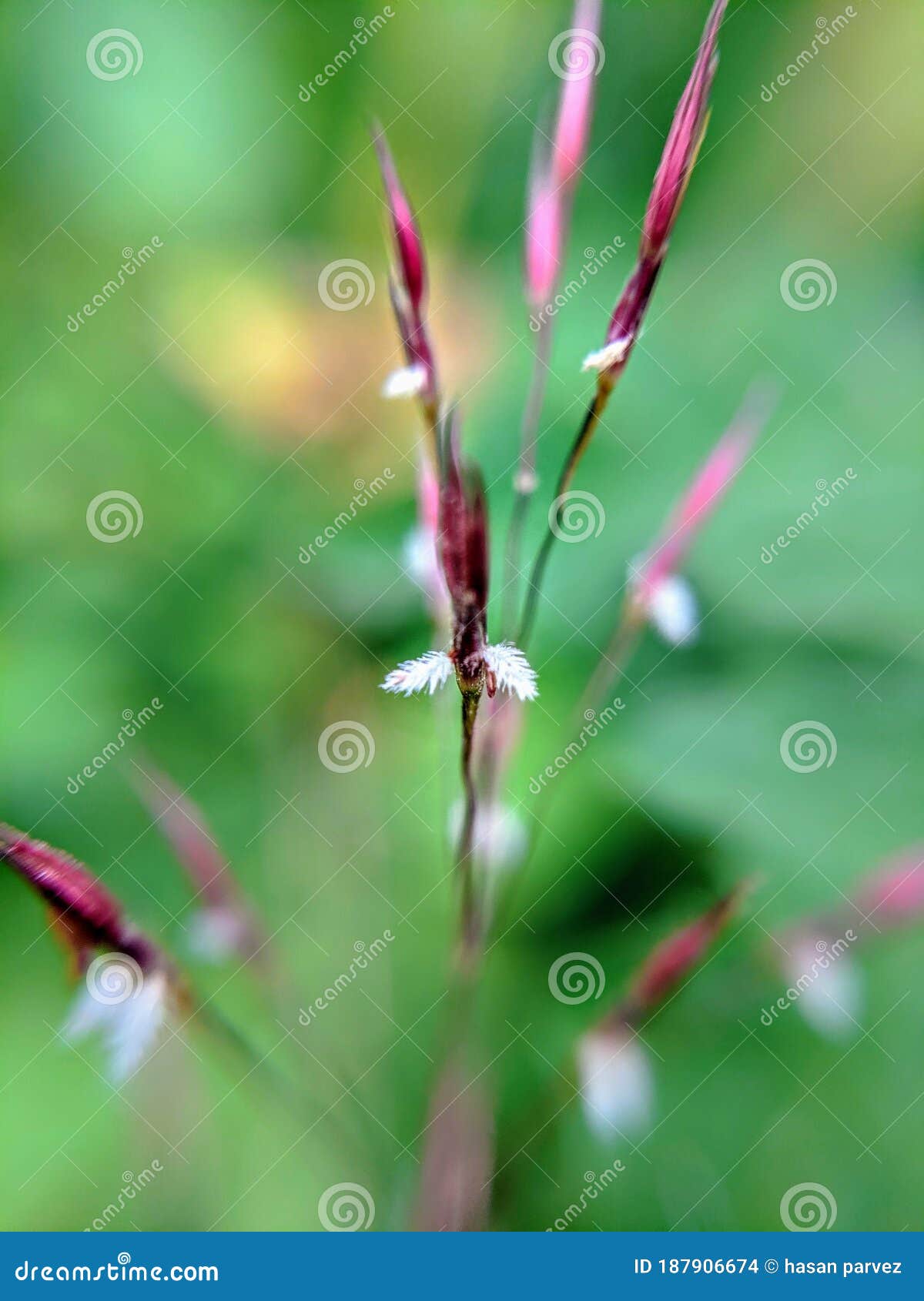Micro Photography Flower in a Grass Field Stock Photo - Image of petal ...