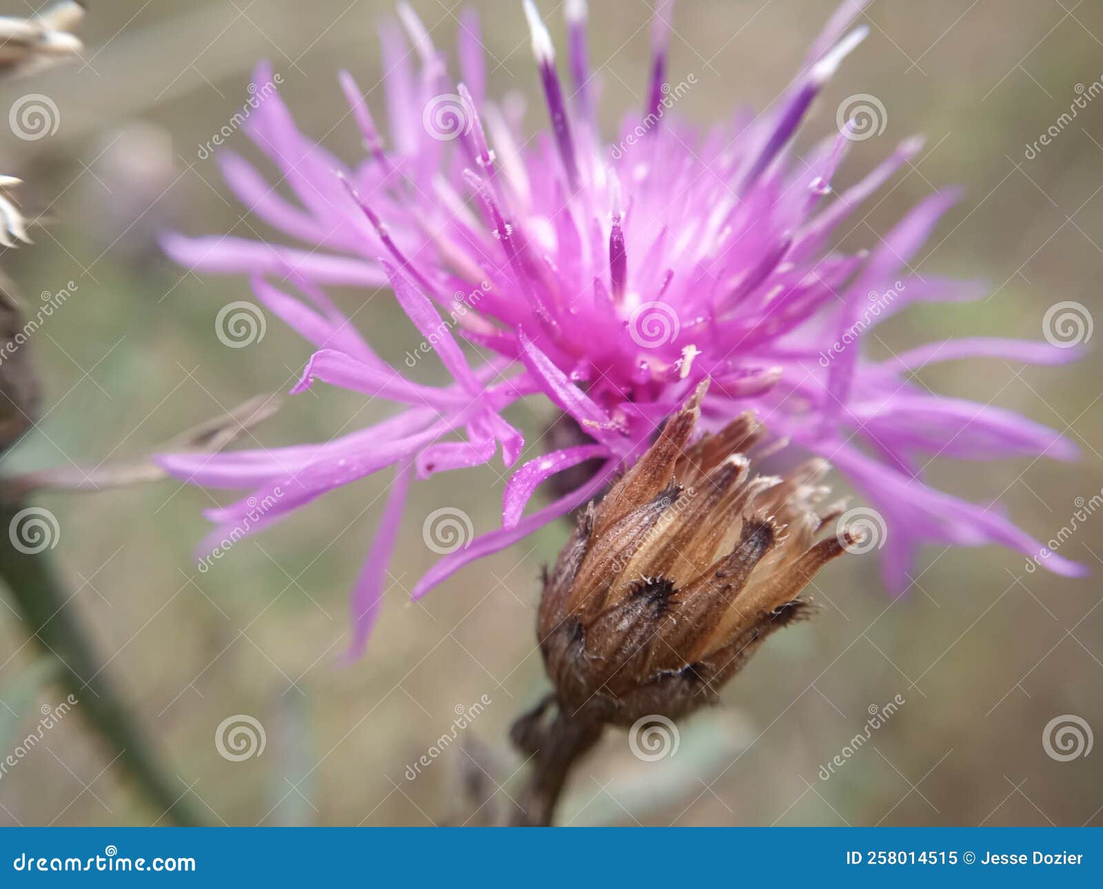 Micro Photography a Super Visual of a Budded Flower at the Red Granite ...