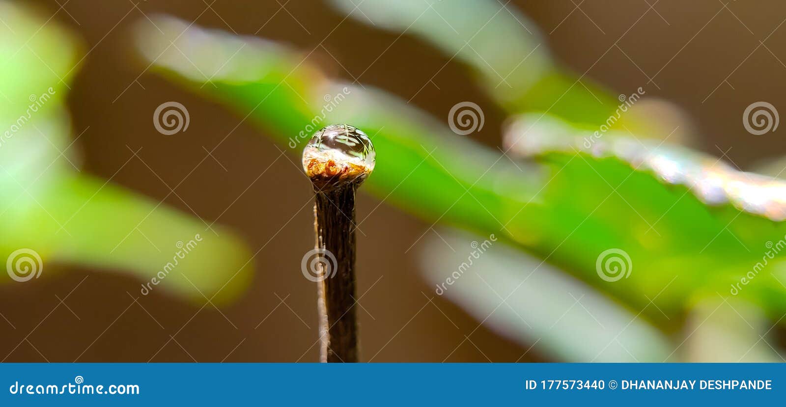 Micro Photography of a Water Drop on a Plant Stock Photo - Image of ...