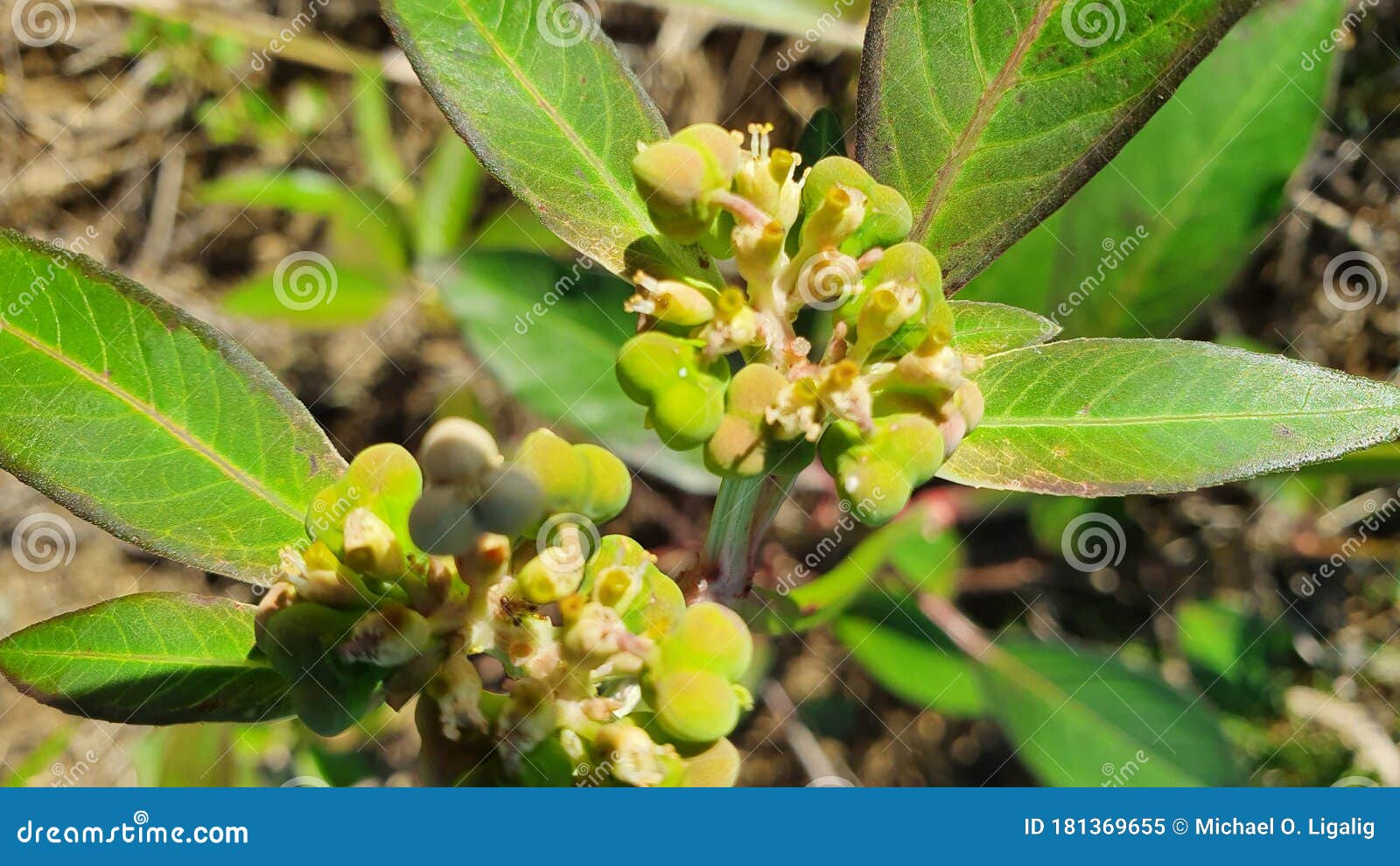 Micro Photography on Weed Plant Stock Image - Image of outdoor, micro ...