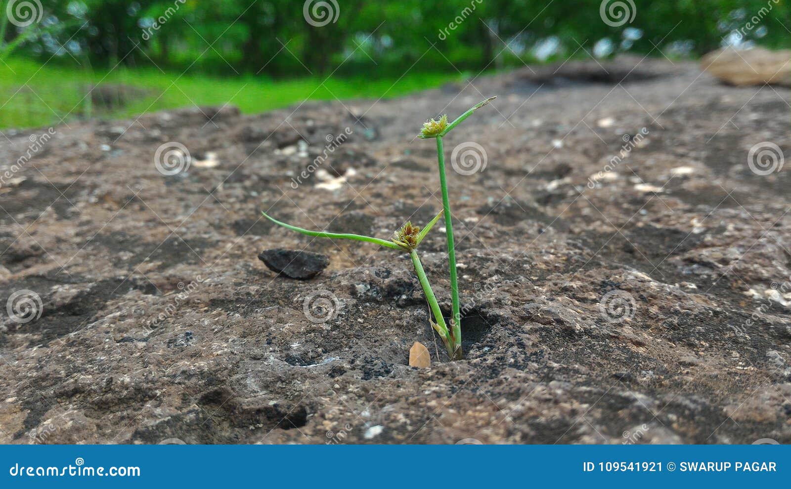 Micro Pic of Grass . stock image. Image of indian, grass - 109541921