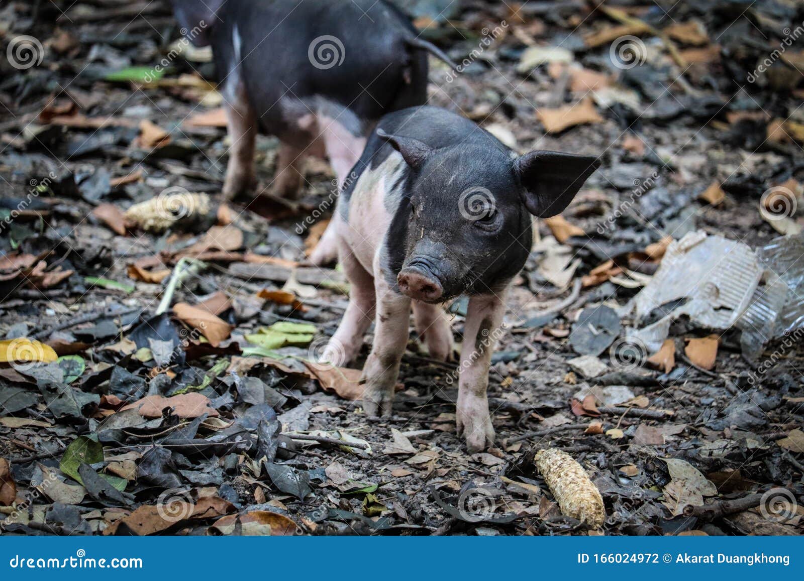 Micro pig is cute stock photo. Image of pigpen, miniature - 166024972