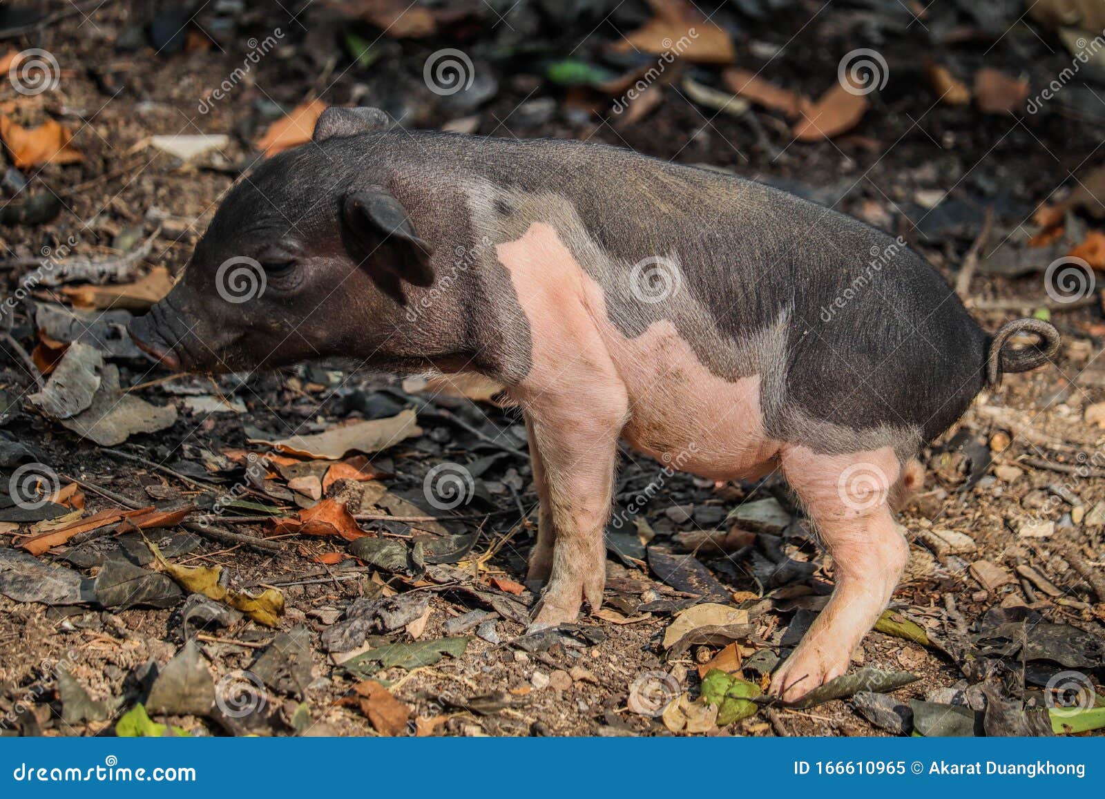 Micro pig is cute stock image. Image of pigpen, fluffy - 166610965