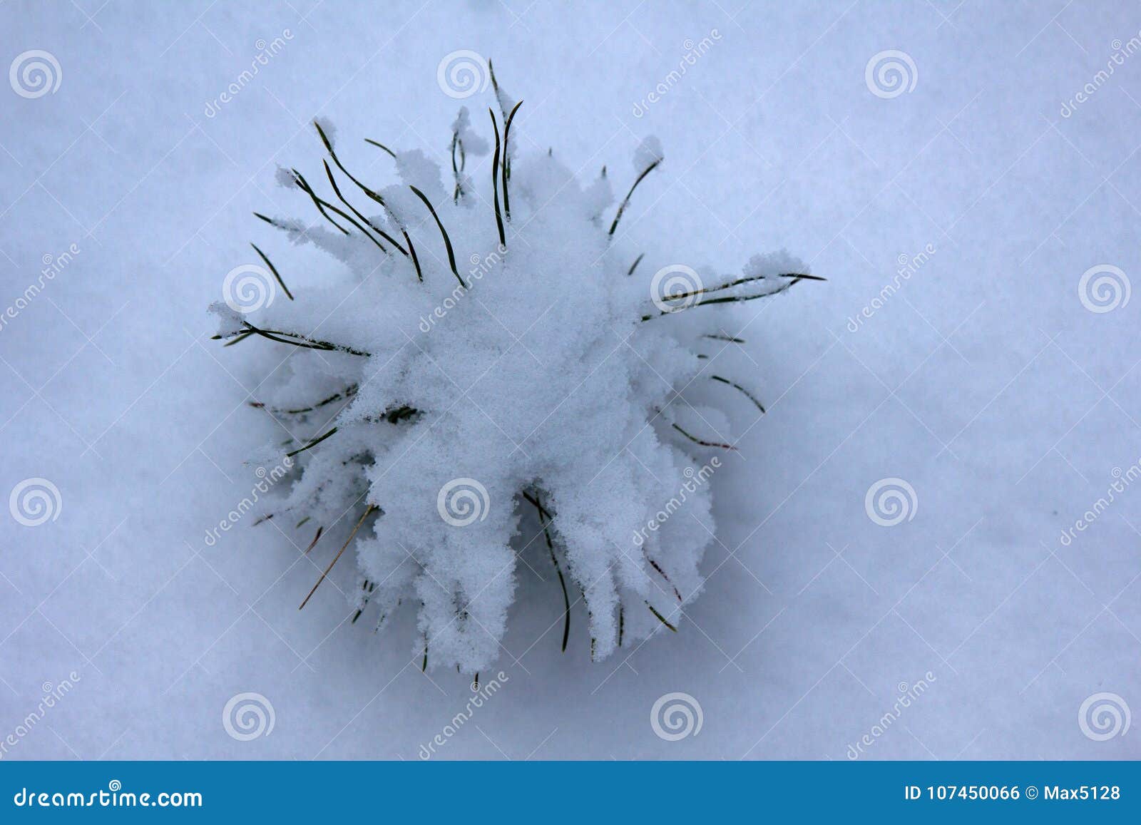 Micro Pine Branches in Frost Stock Photo - Image of garden, nativity ...