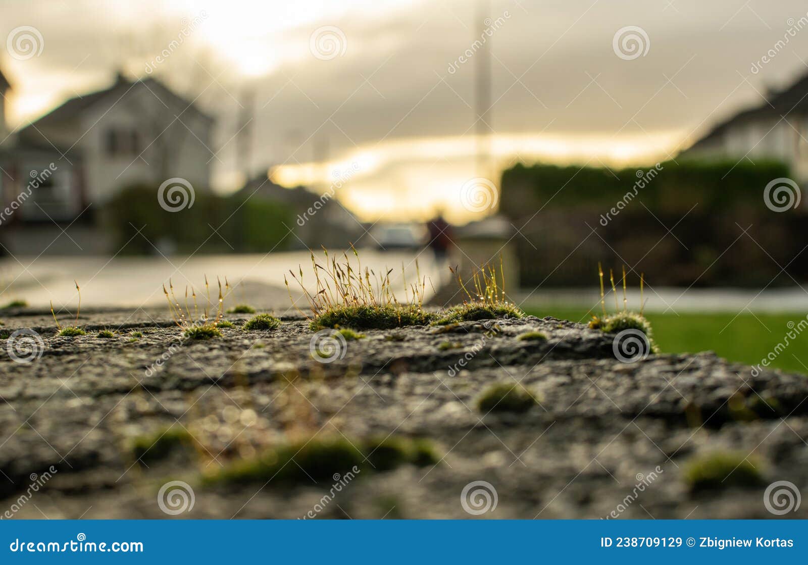 Micro plants stock image. Image of grass, green, grain - 238709129