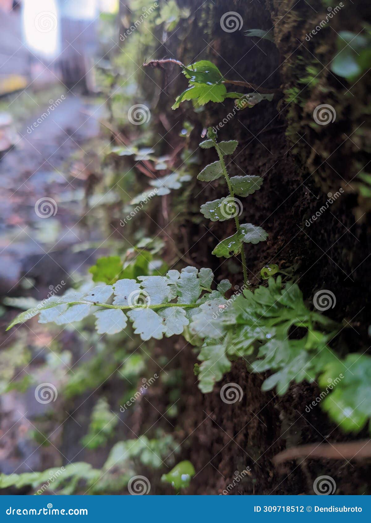 Micro Plants, Natural Plants, Green Moss, Soil, Water Stock Photo ...