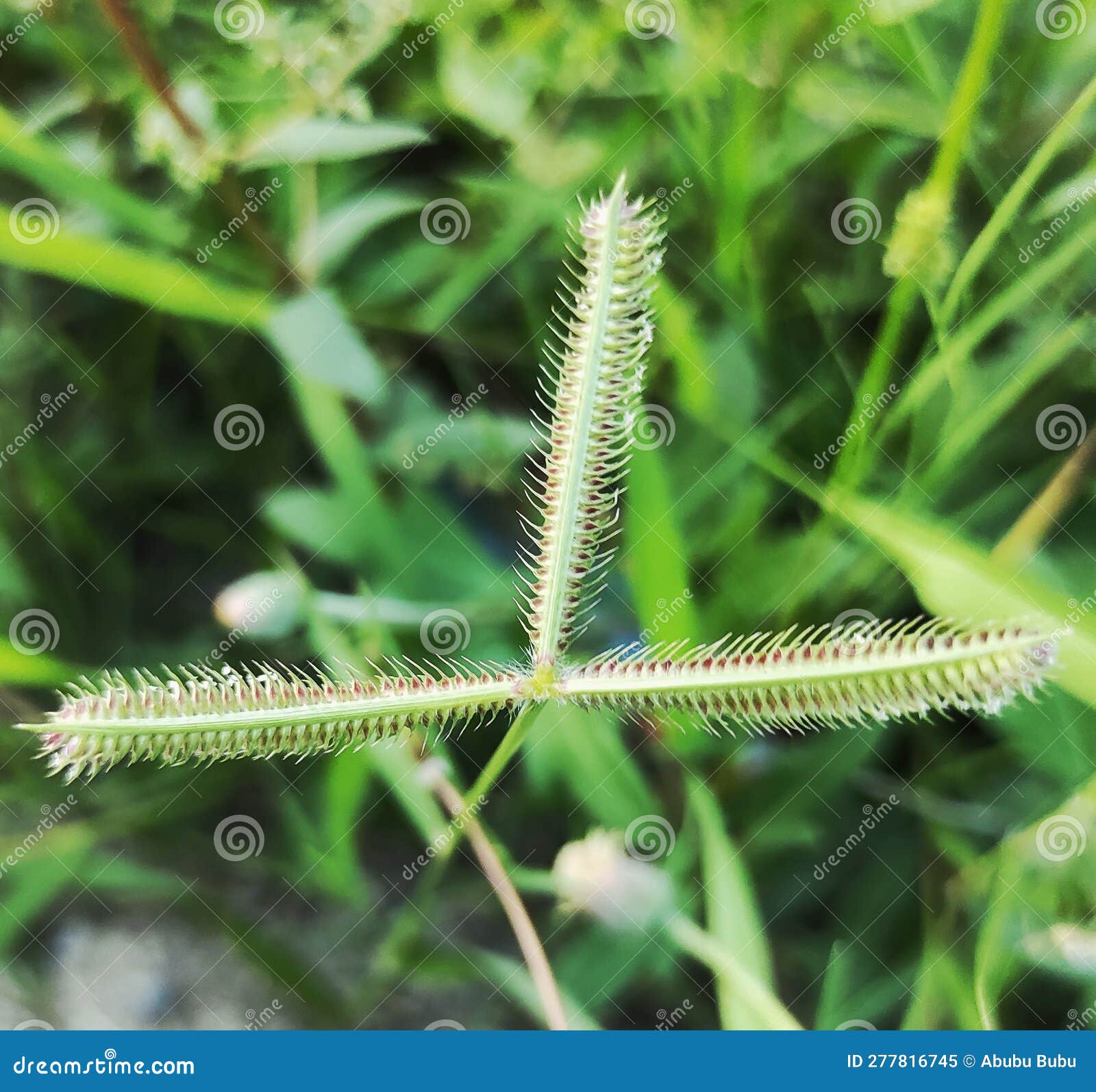 Micro Portrait of the Grass in Front of the House Stock Image - Image ...
