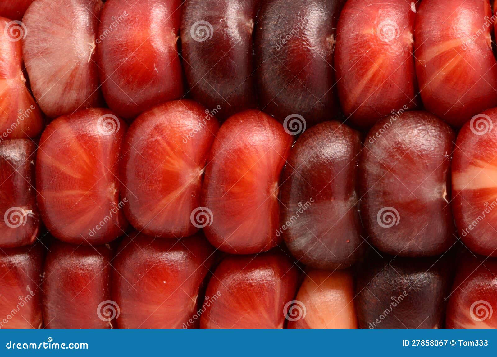Micro Red and Black Indian Corn Stock Image - Image of garden, micro ...