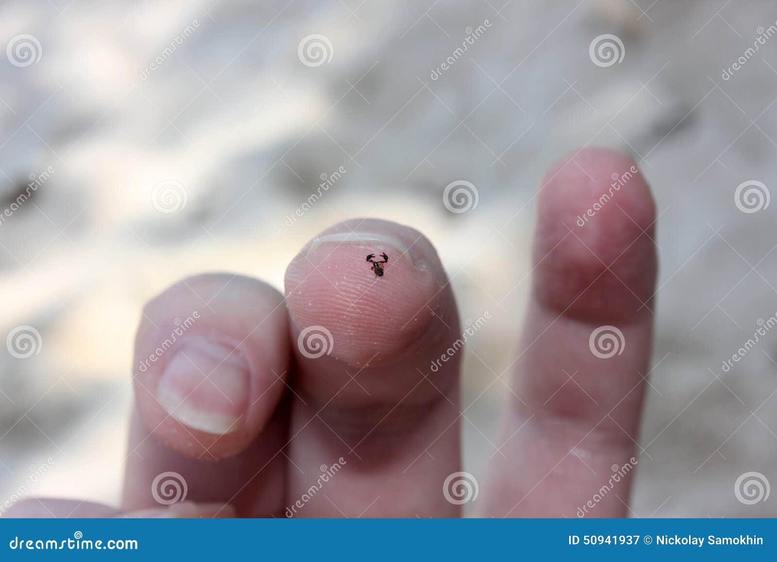 Micro scorpion on finger stock image. Image of baby, micro - 50941937