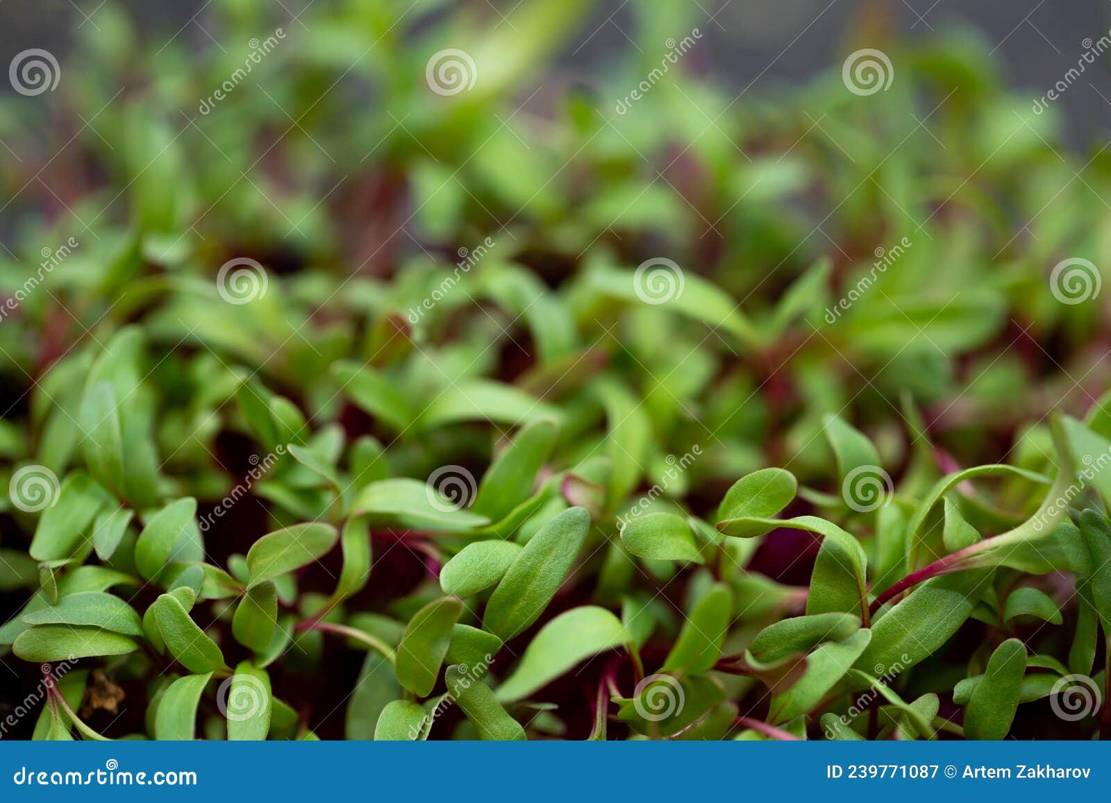 Micro-shoots of Beetroot or Chard in Close-up, Microgreen. Stock Image ...