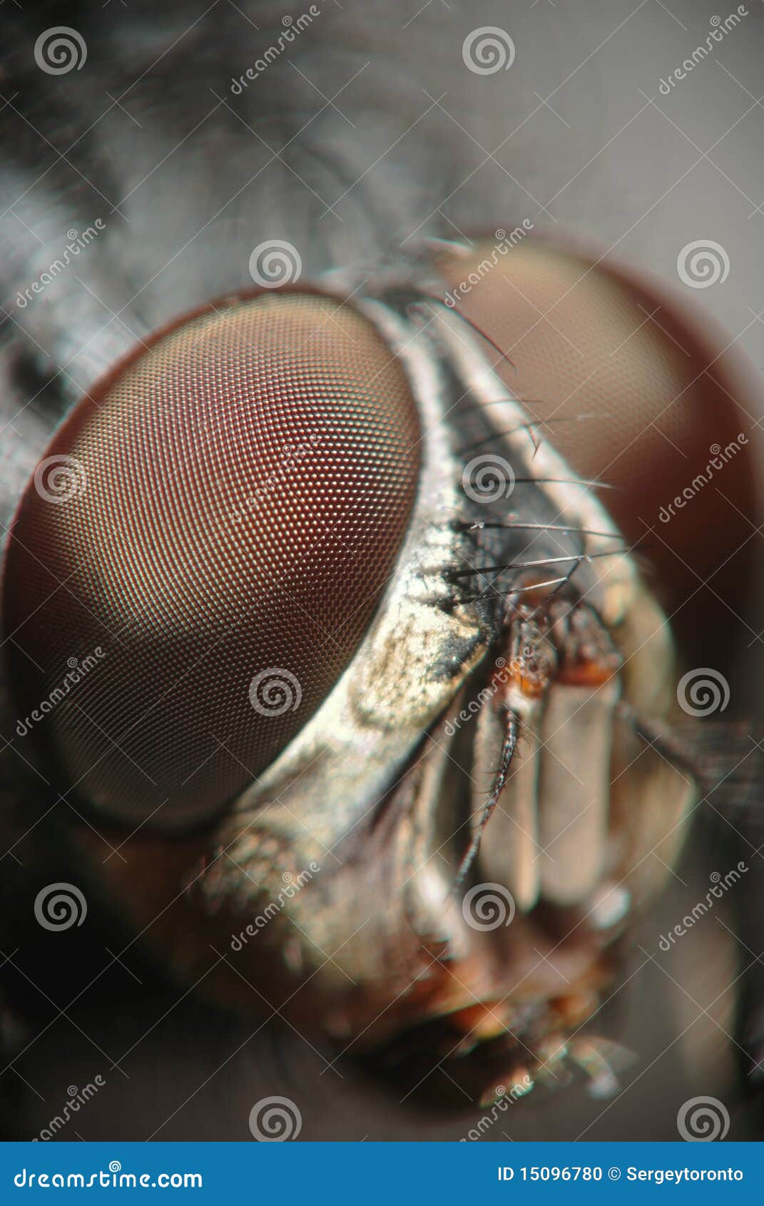 Micro shot of fly head stock photo. Image of nuisance - 15096780
