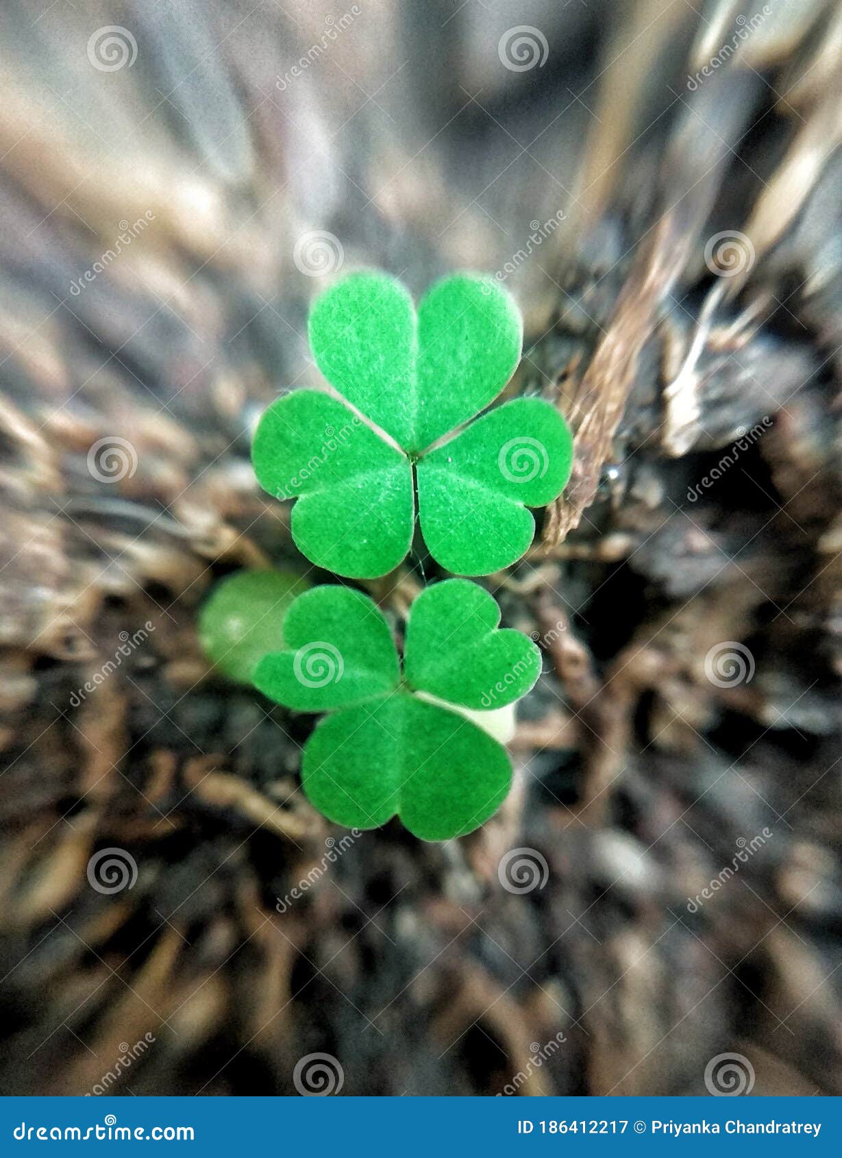 Fortune Leave with Mirror Image Stock Image - Image of leave, beauty ...