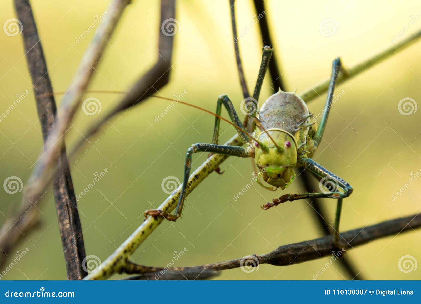 Micro Shot of Grasshopper from Front Stock Image - Image of leaf ...