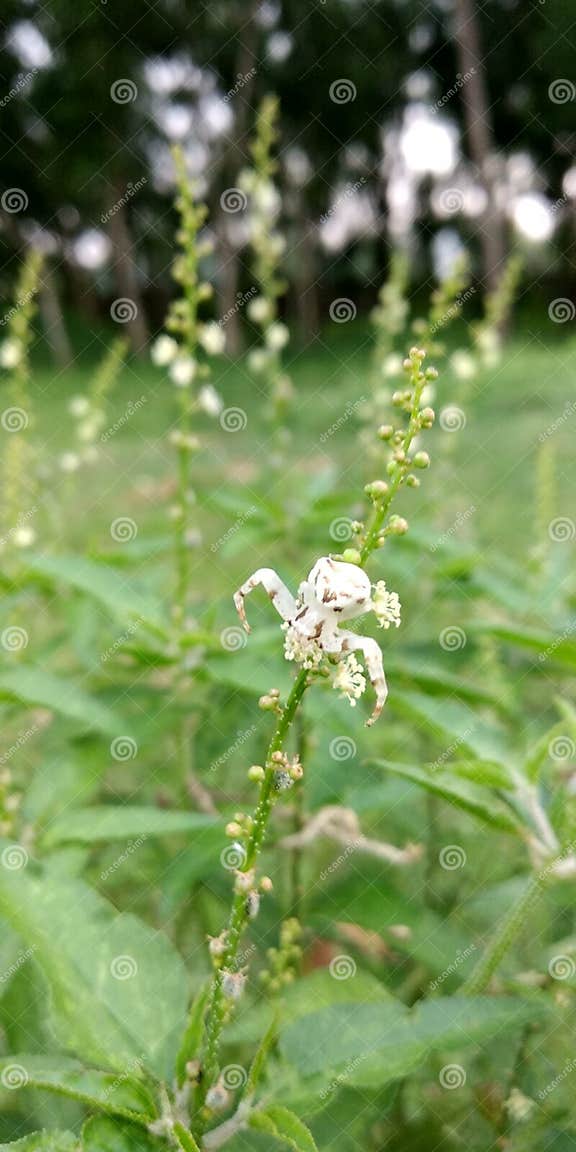 Tiny spider stock photo. Image of tree, micro, nature - 126850064