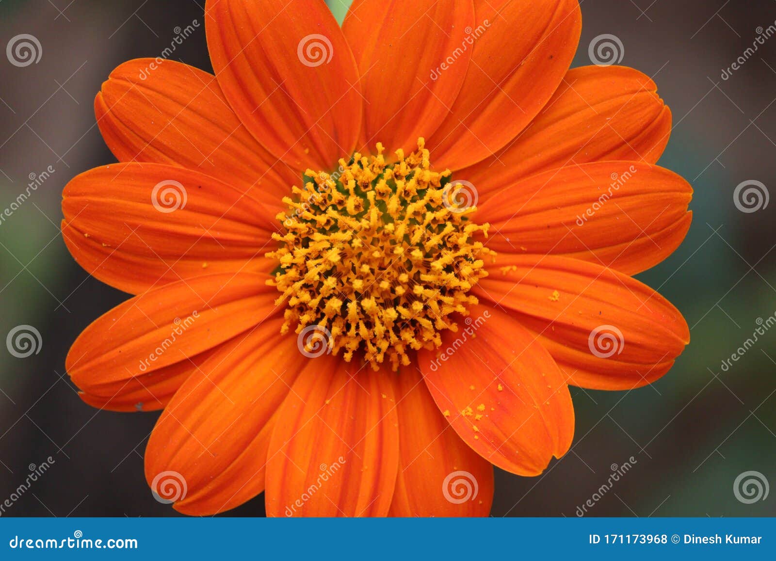 Micro of Sunflower on a Meadow in the Light of the Setting Sun Stock ...
