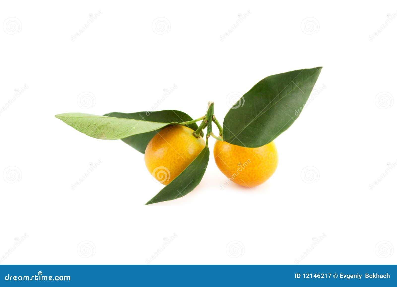 Micro tangerines stock image. Image of life, branch, macro - 12146217