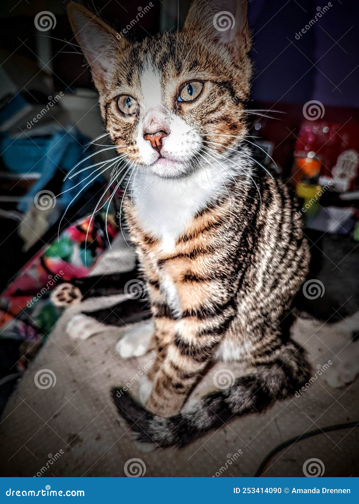 Micro the Tiger Kitten so Handsome is he Truly a Handsome Boy Stock ...