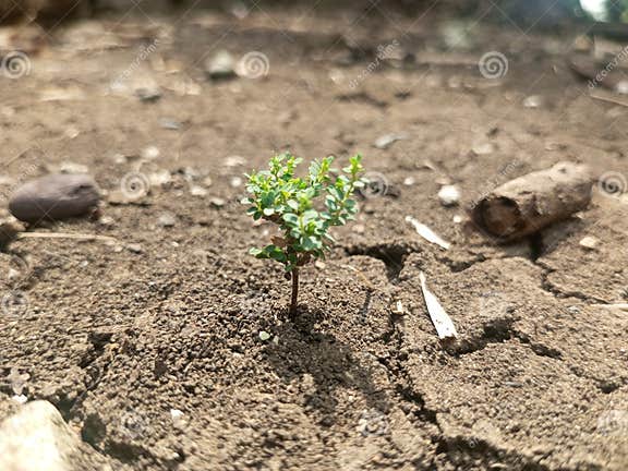 Micro tree on barren land stock image. Image of produce - 346958107