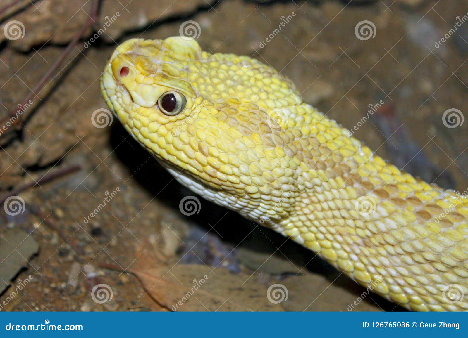 Neotropical Rattlesnake Crotalus Durissus Stock Photography ...