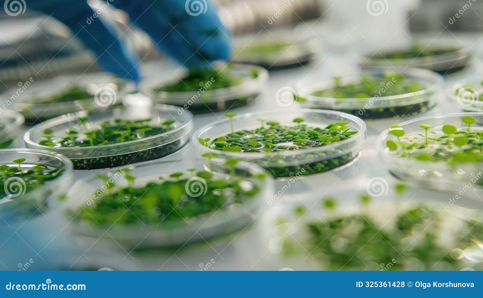 Microalgae Growing In Petri Dishes In Laboratory Setting Royalty-Free ...