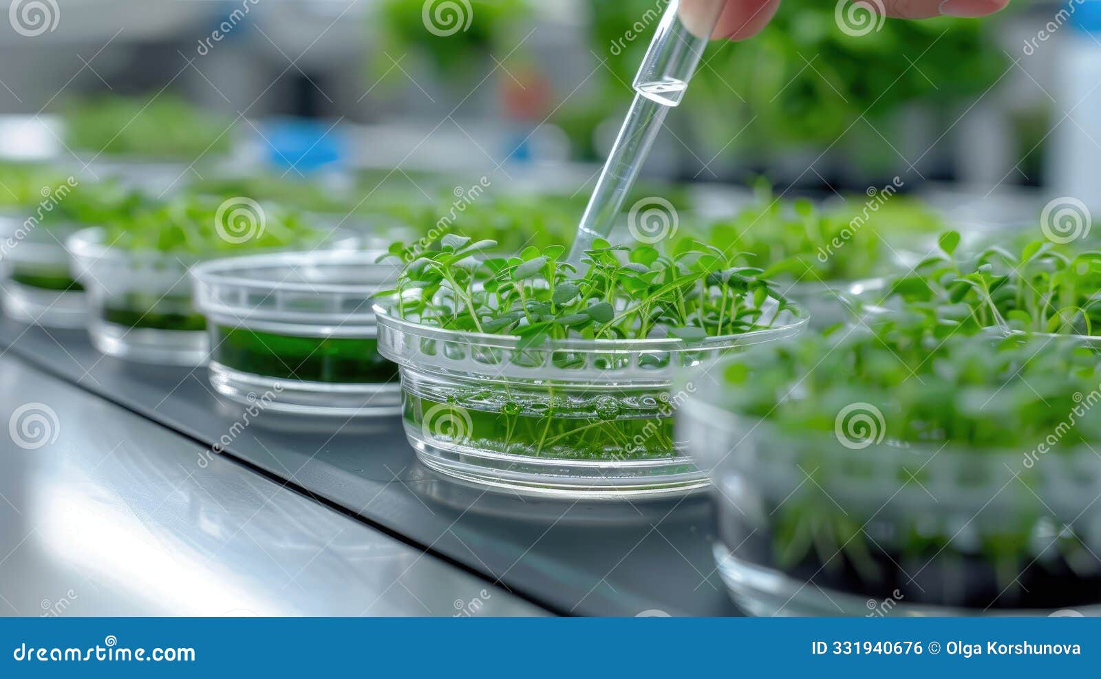 Microalgae Under Microscopic View, Green Algae, Cyanobacteria ...