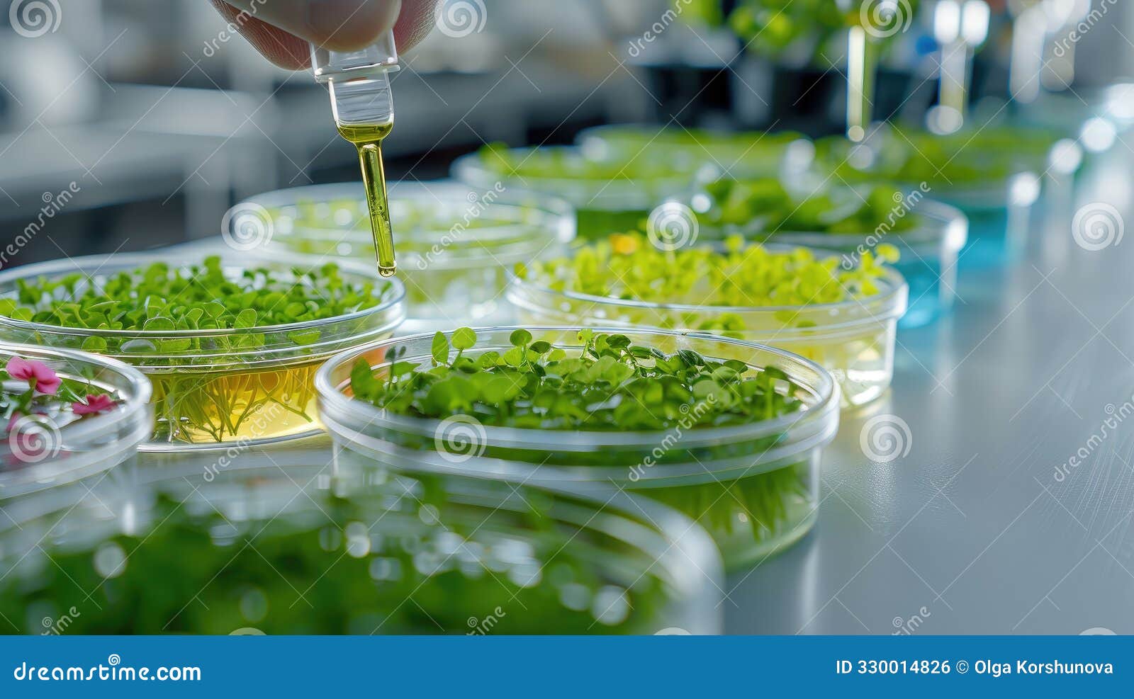 Microalgae Under Microscopic View, Green Algae, Cyanobacteria ...