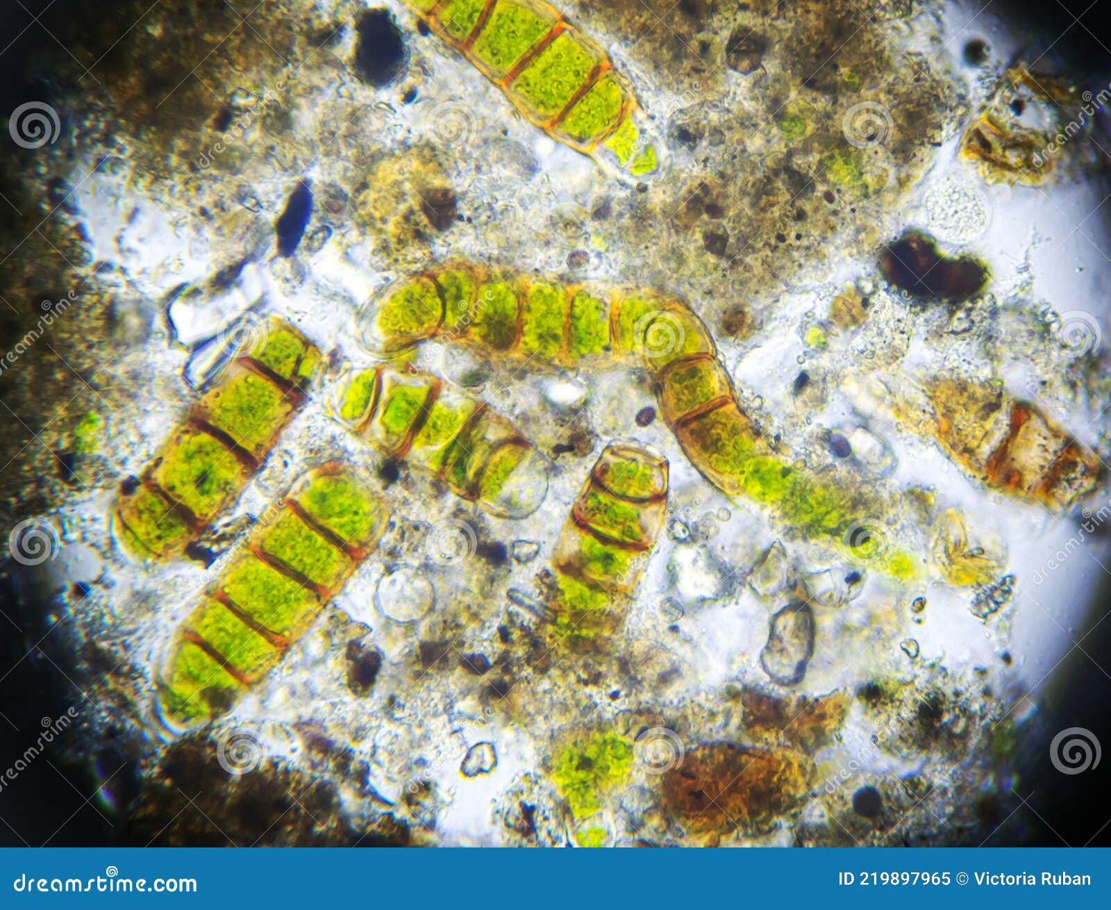 Microalgae Under a Microscope Stock Image - Image of micro, cell: 219897965