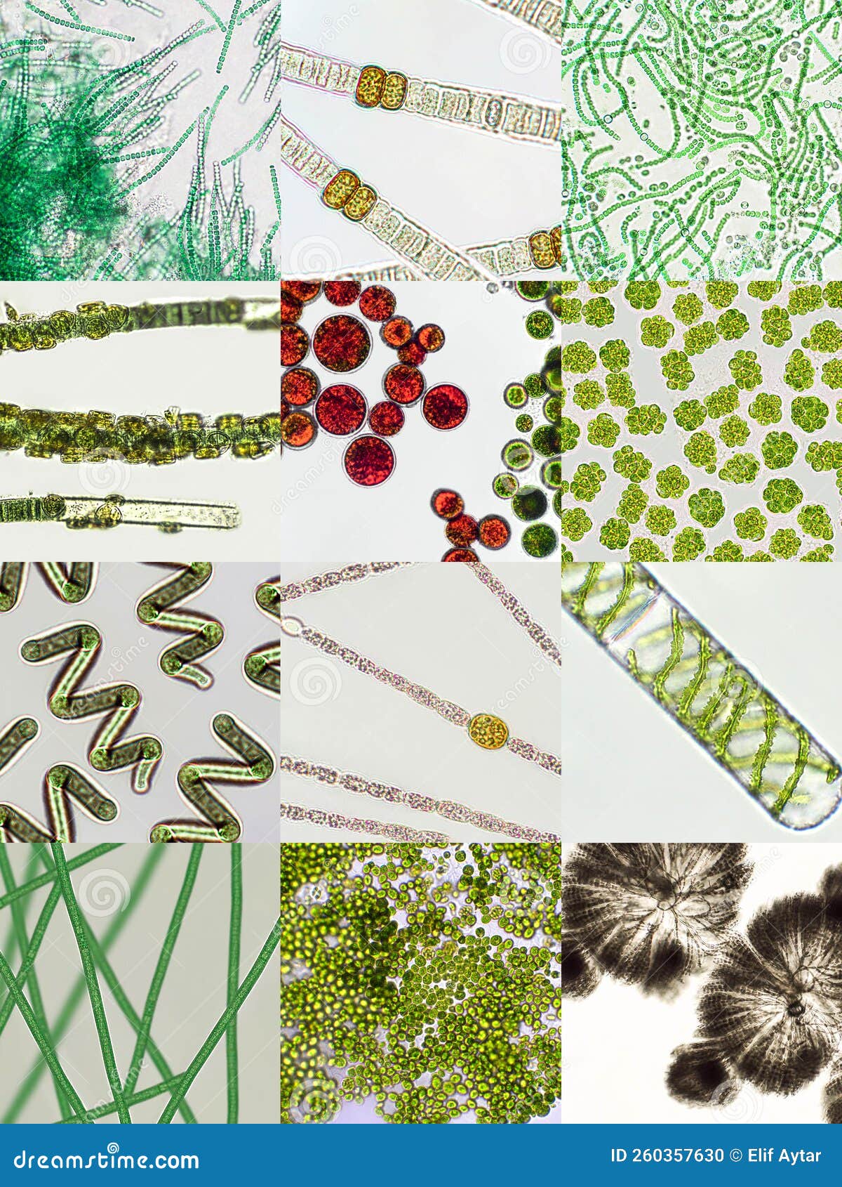 Microalgae Under Microscopic View, Green Algae, Cyanobacteria ...