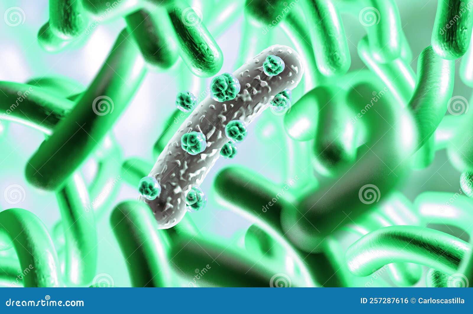 Microbacteria and Bacterial Organisms.biology and Science Background ...