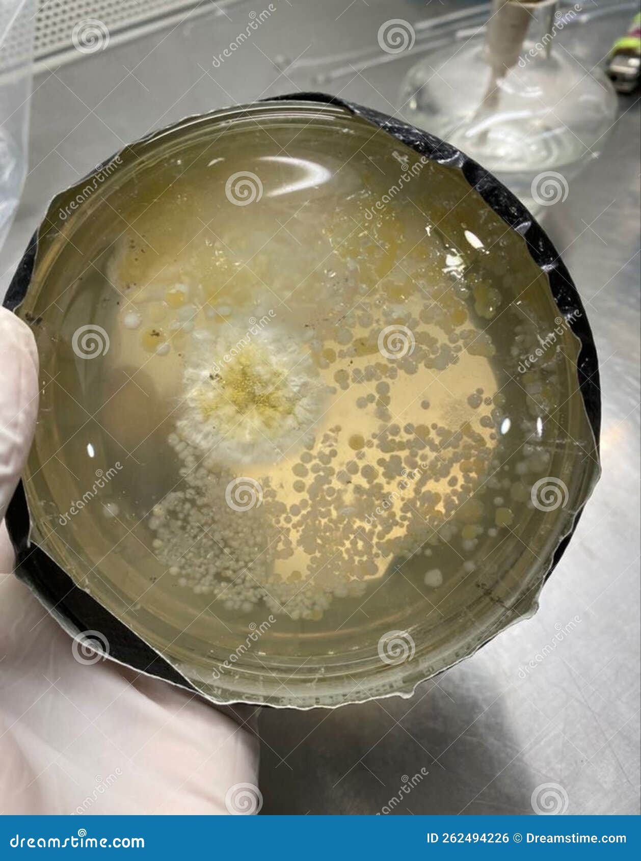 Microbacteria stock photo. Image of microbacteria, glove - 262494226