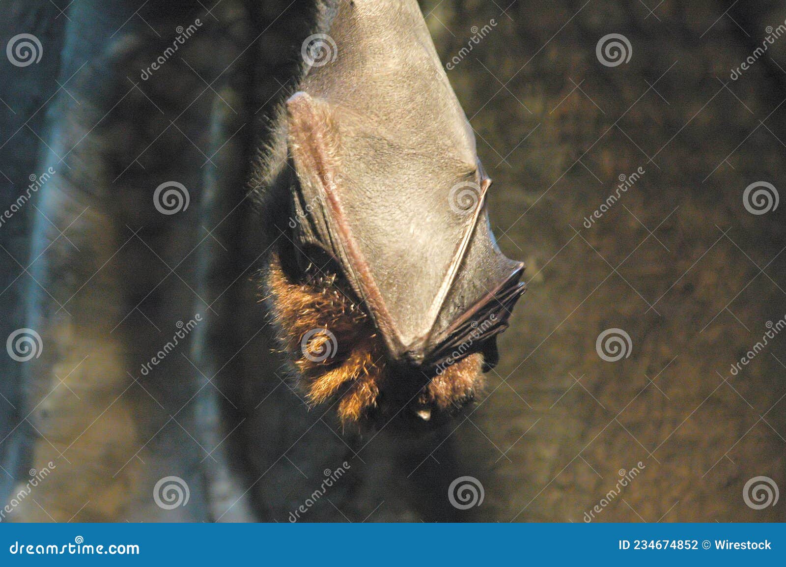 Microbat Hanging in a Dark Cave Stock Photo - Image of blur, mammal ...