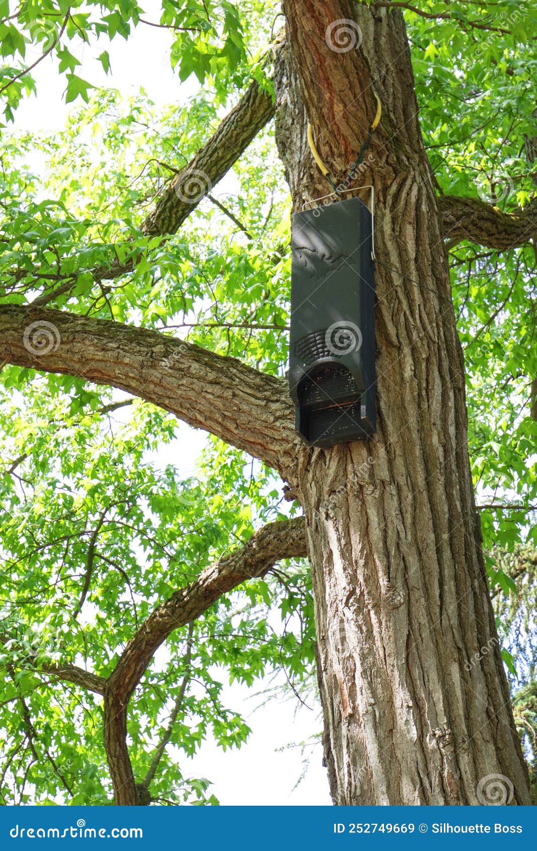 Microbat Nestbox, Forest Bats Nestbox, Batshouse on a Tree Stock Image ...