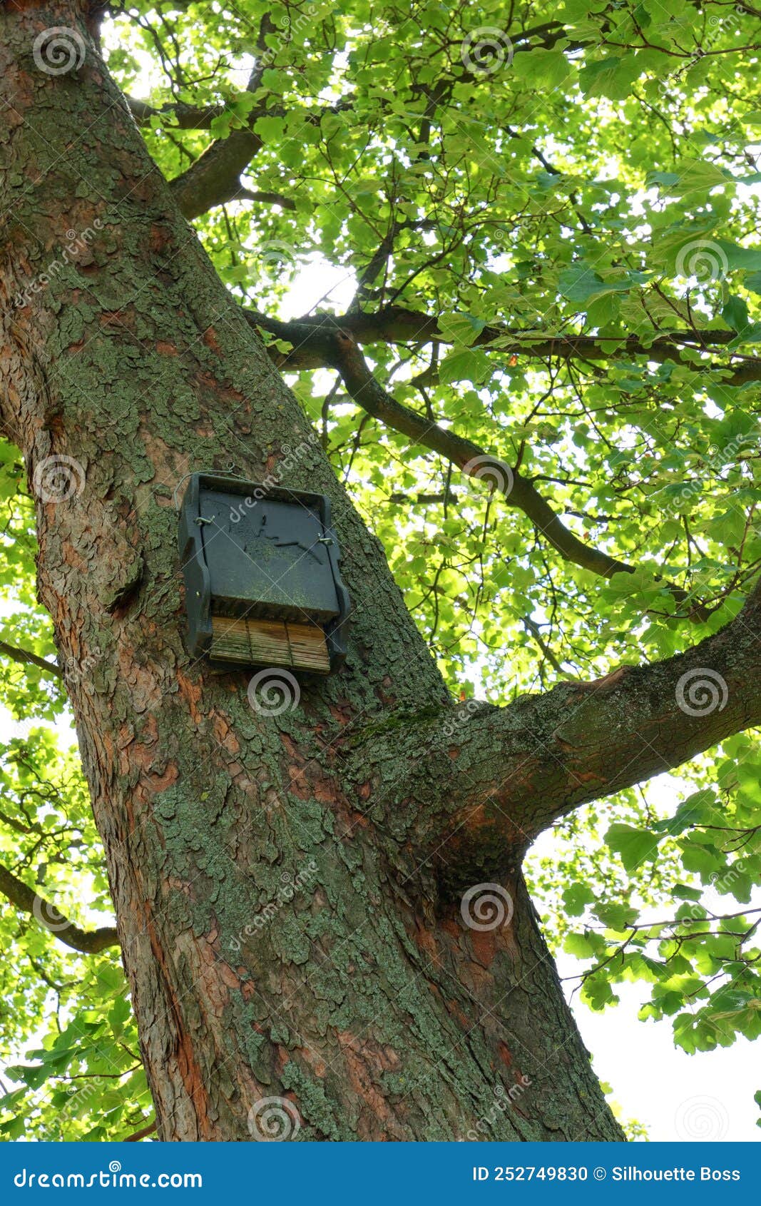 Microbat Nestbox, Forest Bats Nestbox, Batshouse on a Tree Stock Photo ...