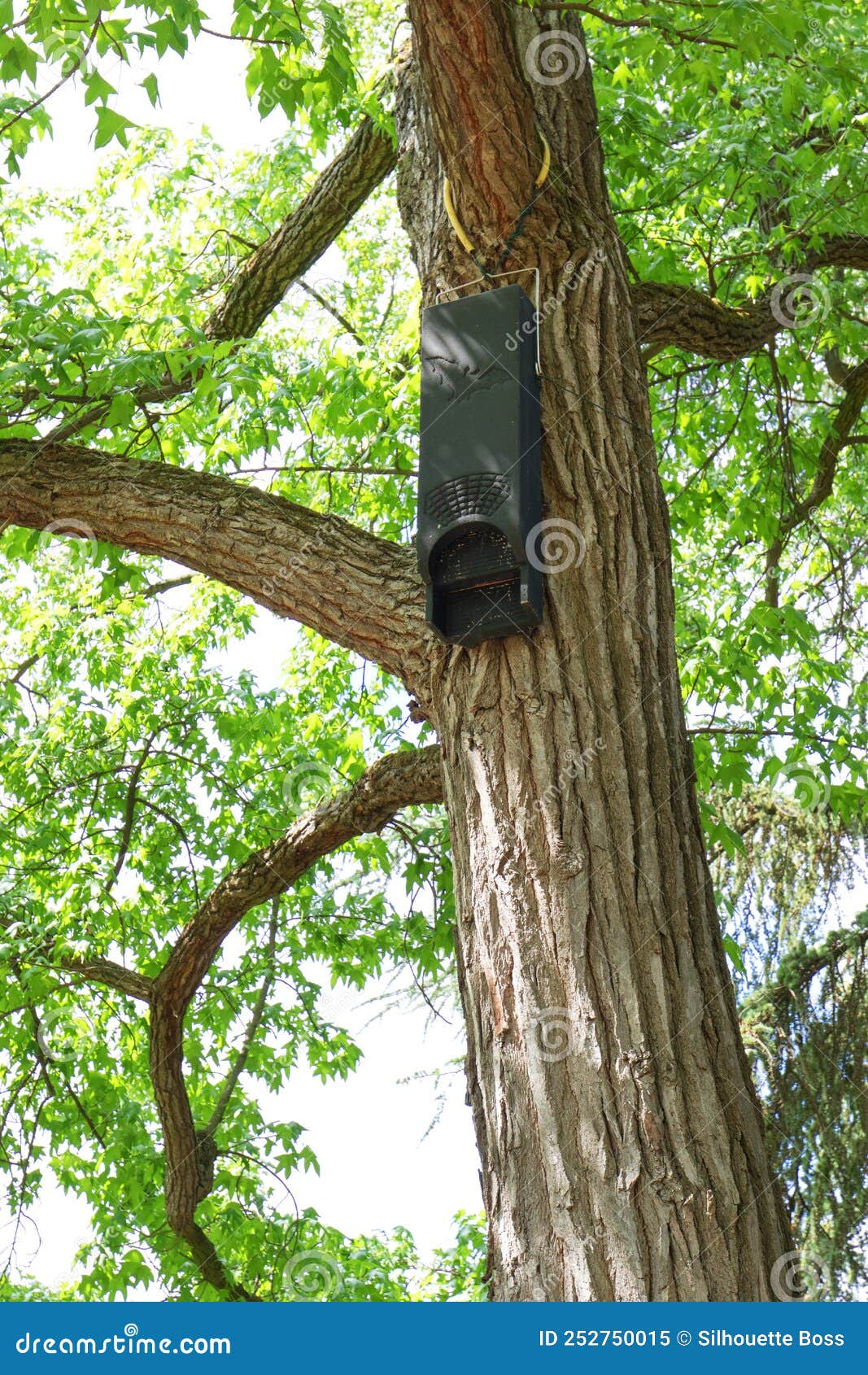 Microbat Nestbox, Forest Bats Nestbox, Batshouse on a Tree Stock Image ...