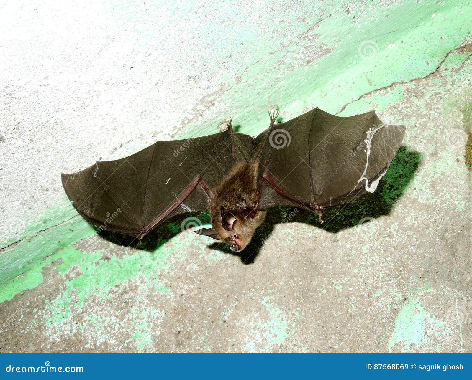Microbats imagen de archivo. Imagen de ahora, constituya - 87568069
