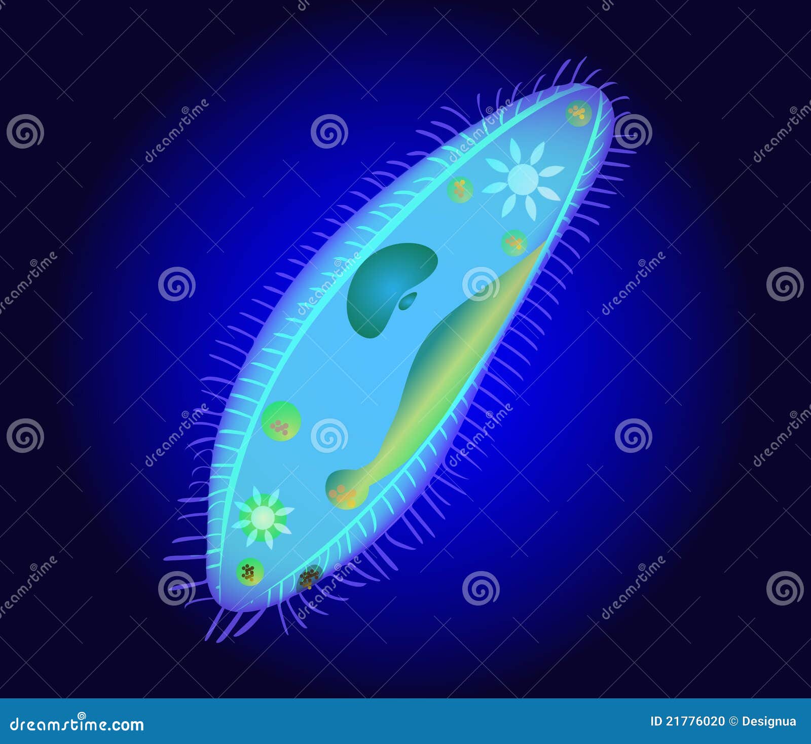 Microbe Paramecium Cell Division. Reproduction In Paramecium. Vector ... Microbe Paramecium Cell Division. Reproduction In Paramecium. Vector ...