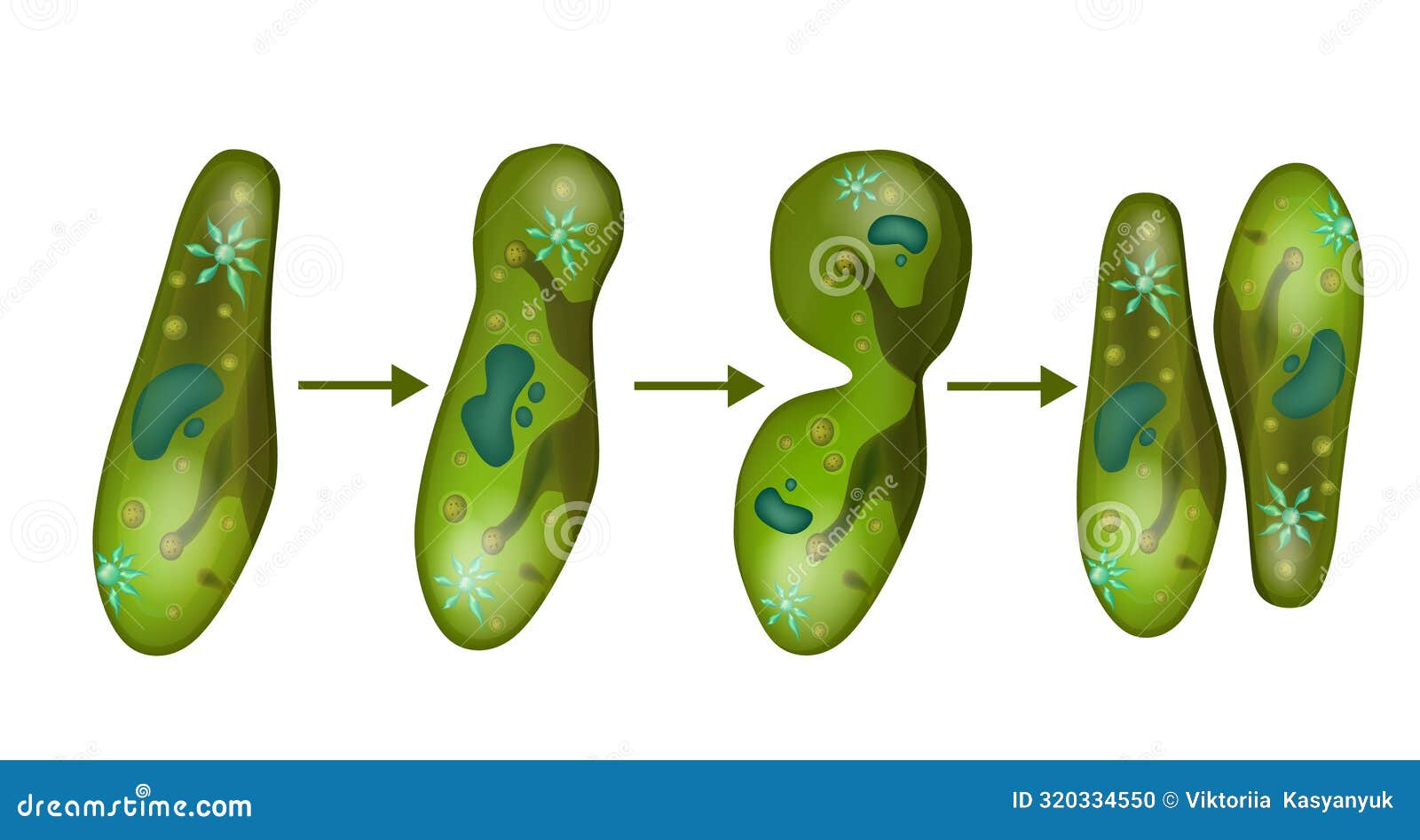 Microbe Paramecium Cell Division. Reproduction in Paramecium. Stock ...