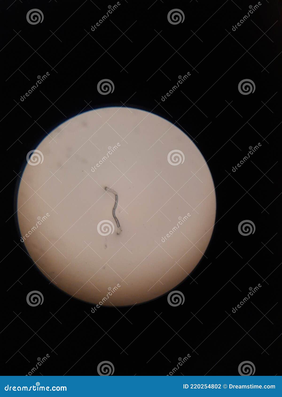 A Microbe Under the Microscope Stock Illustration - Illustration of ...