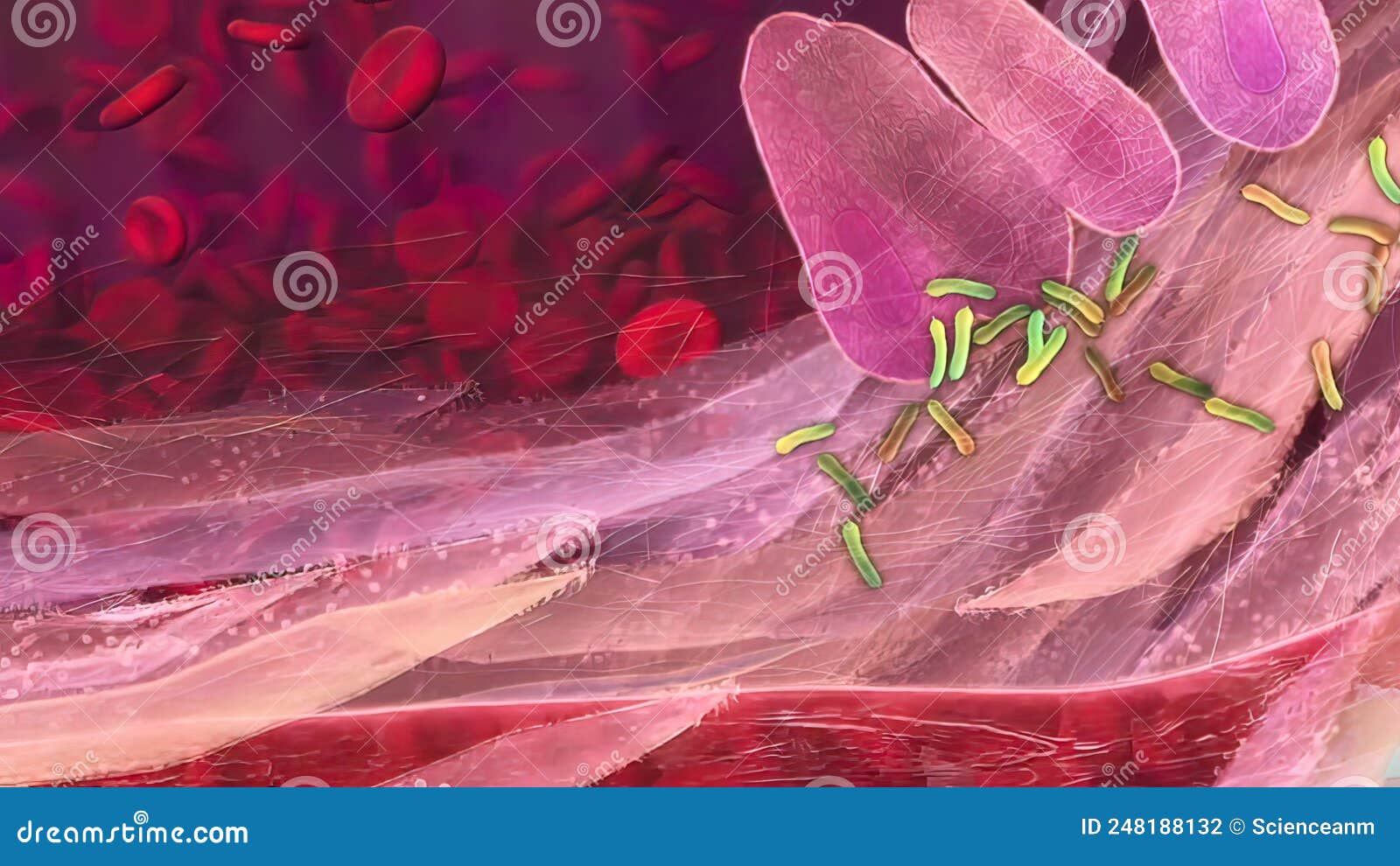 Microbes in the Blood 3d Medical Illustration Stock Illustration ...