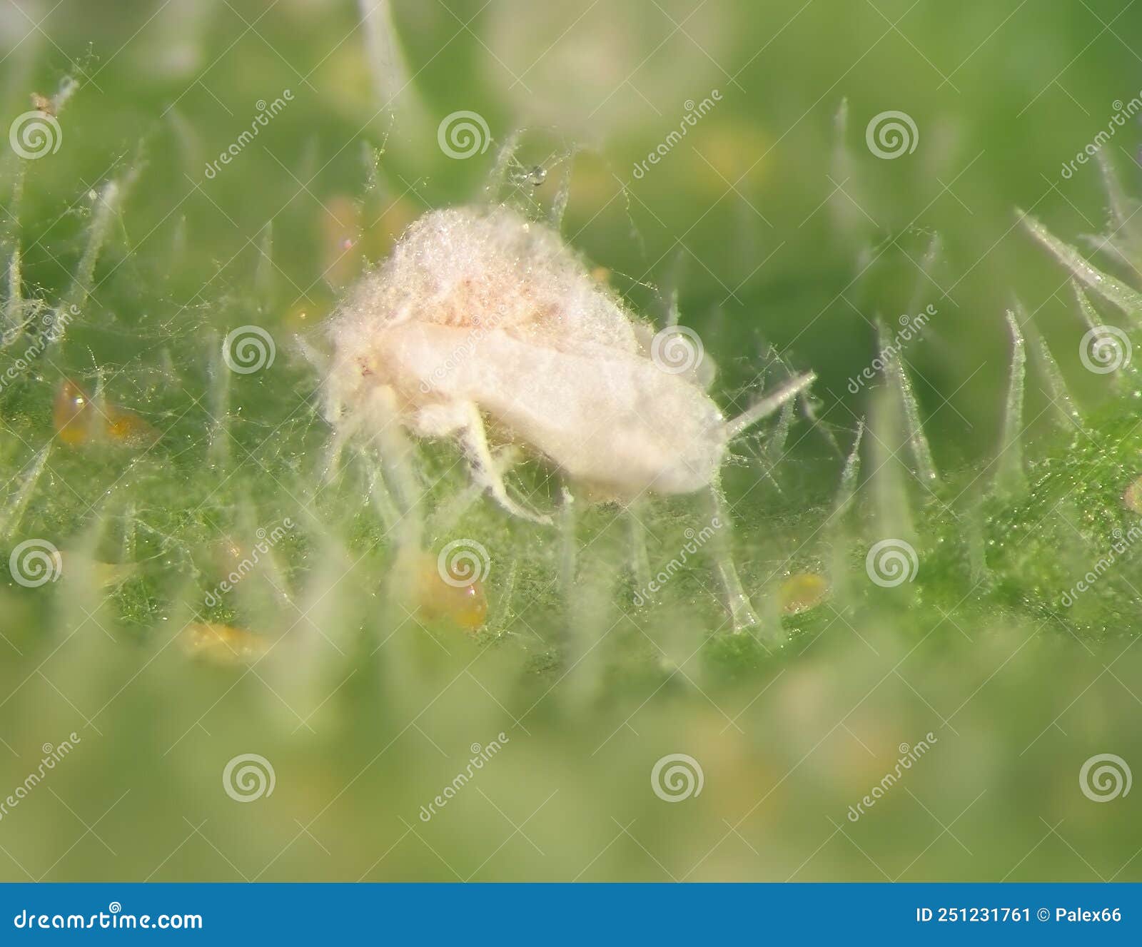 Microbial Control of Insects Stock Image - Image of damage, fungi ...