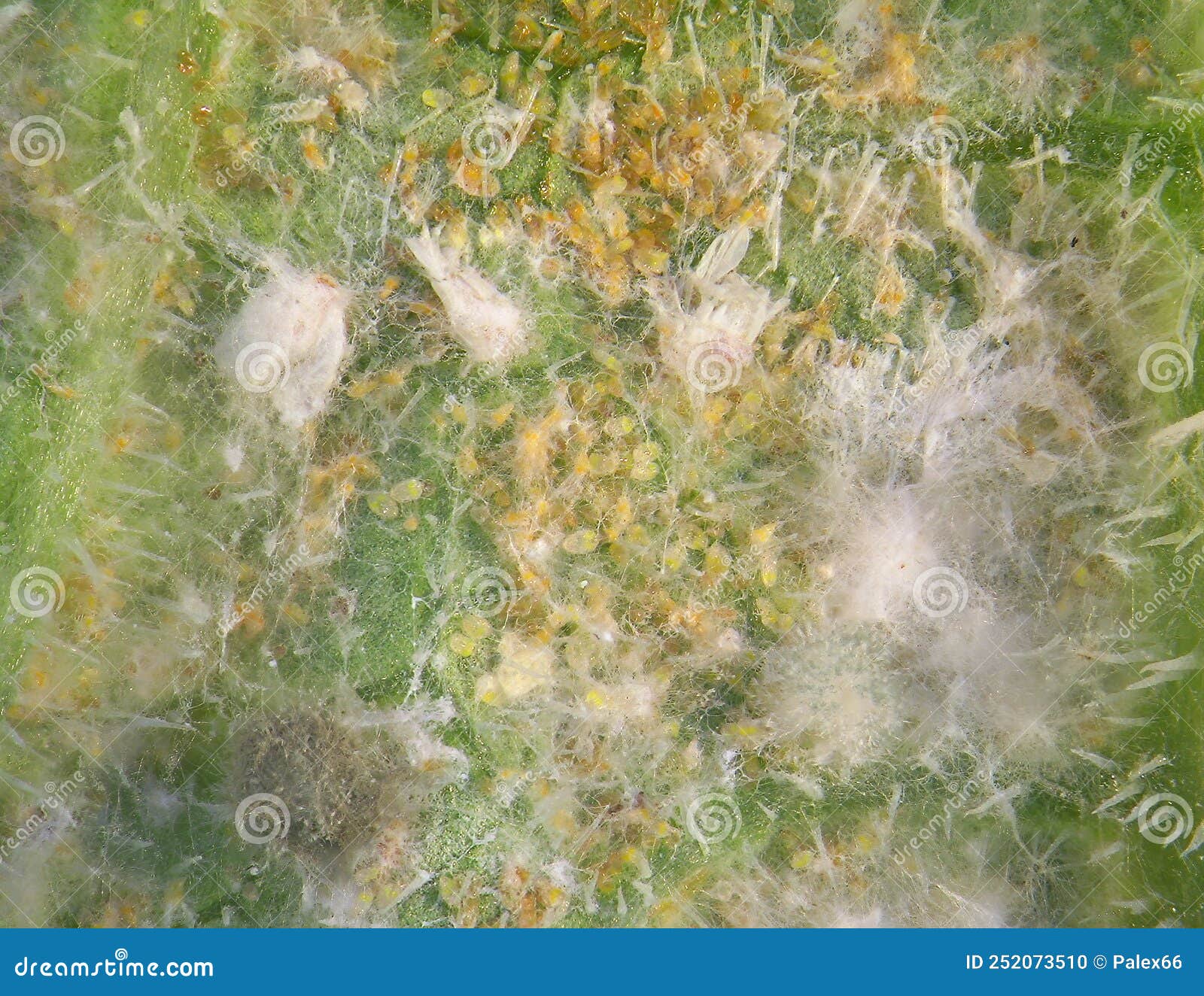 Microbial Control Of Insects Royalty-Free Stock Image | CartoonDealer ...