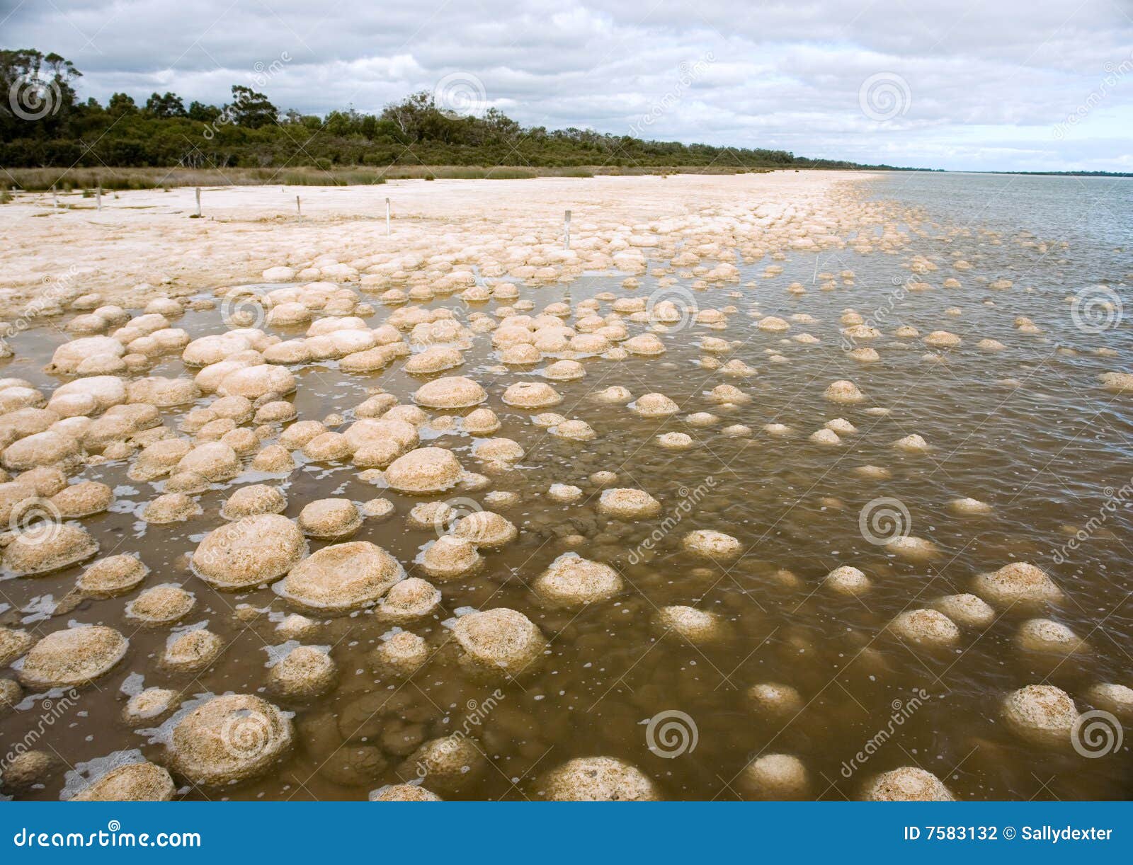 Microbialite reef stock photo. Image of stone, wetlands - 7583132