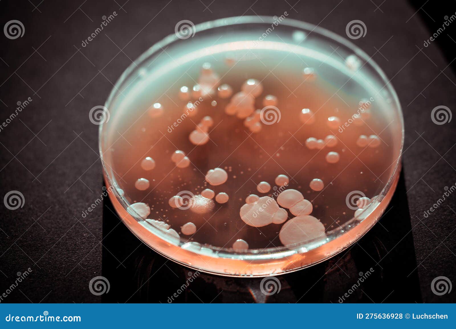 Microbiological Analysis of Agricultural Soil Stock Photo - Image of ...