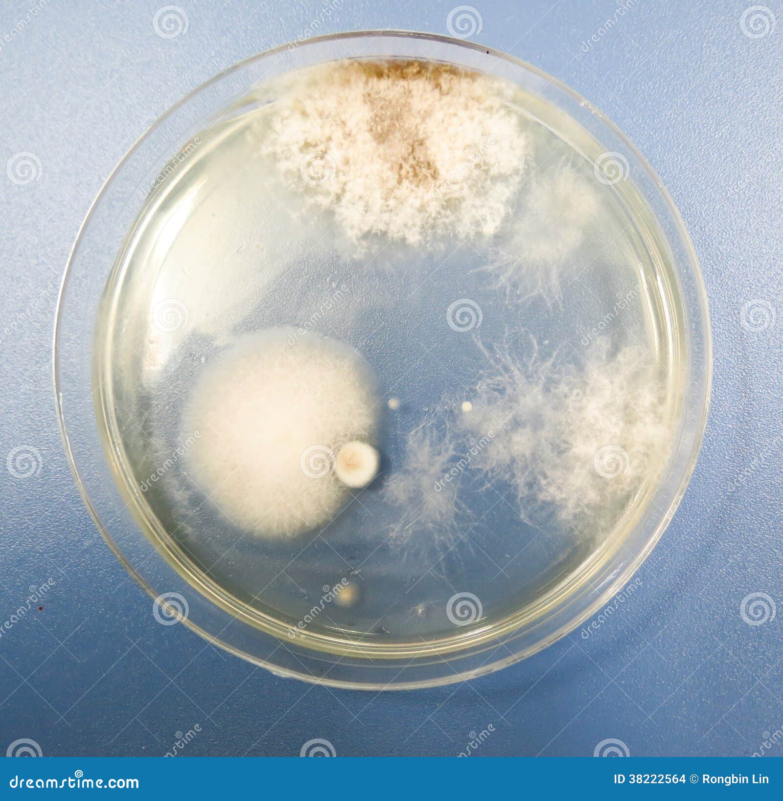 Microbiological Inoculation Loop Being Heated In A Spirit Lamp Flame ...
