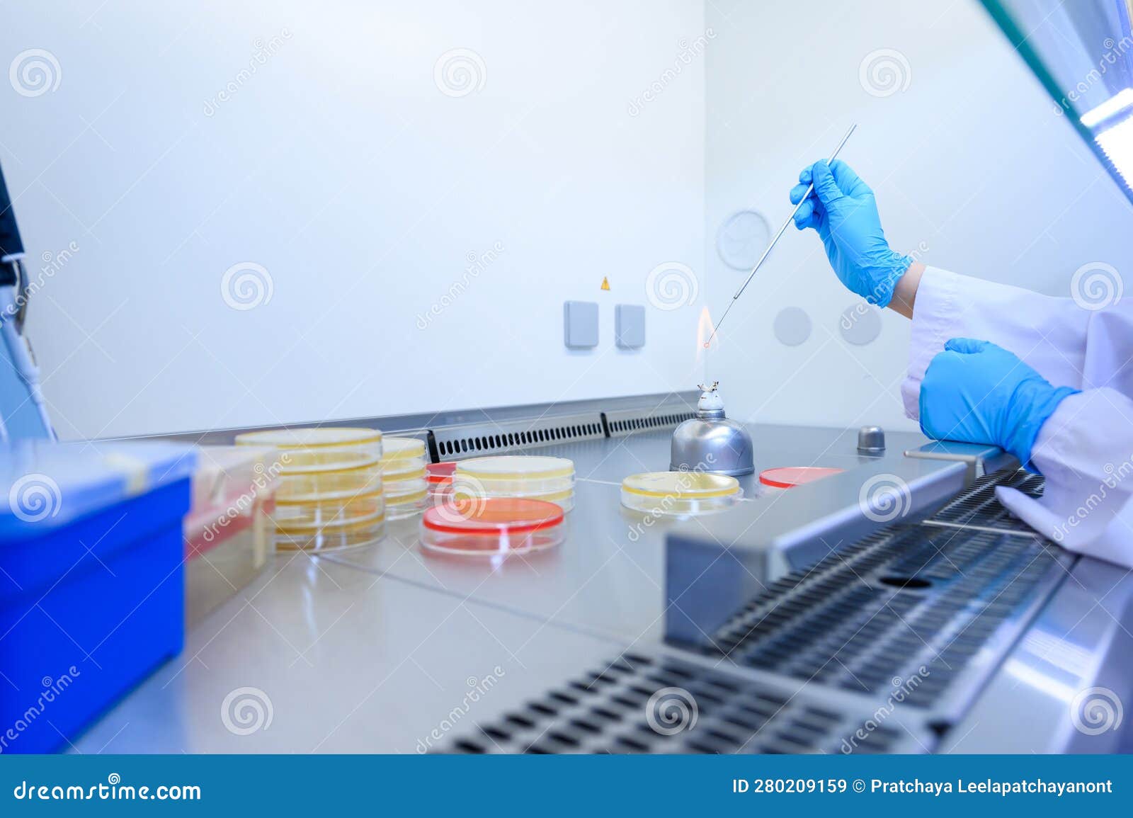 Microbiological Inoculation Loop Being Heated In A Spirit Lamp Flame ...