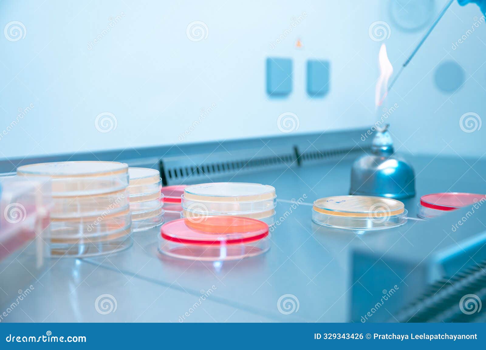 Microbiological Inoculation Loop Being Heated In A Spirit Lamp Flame ...