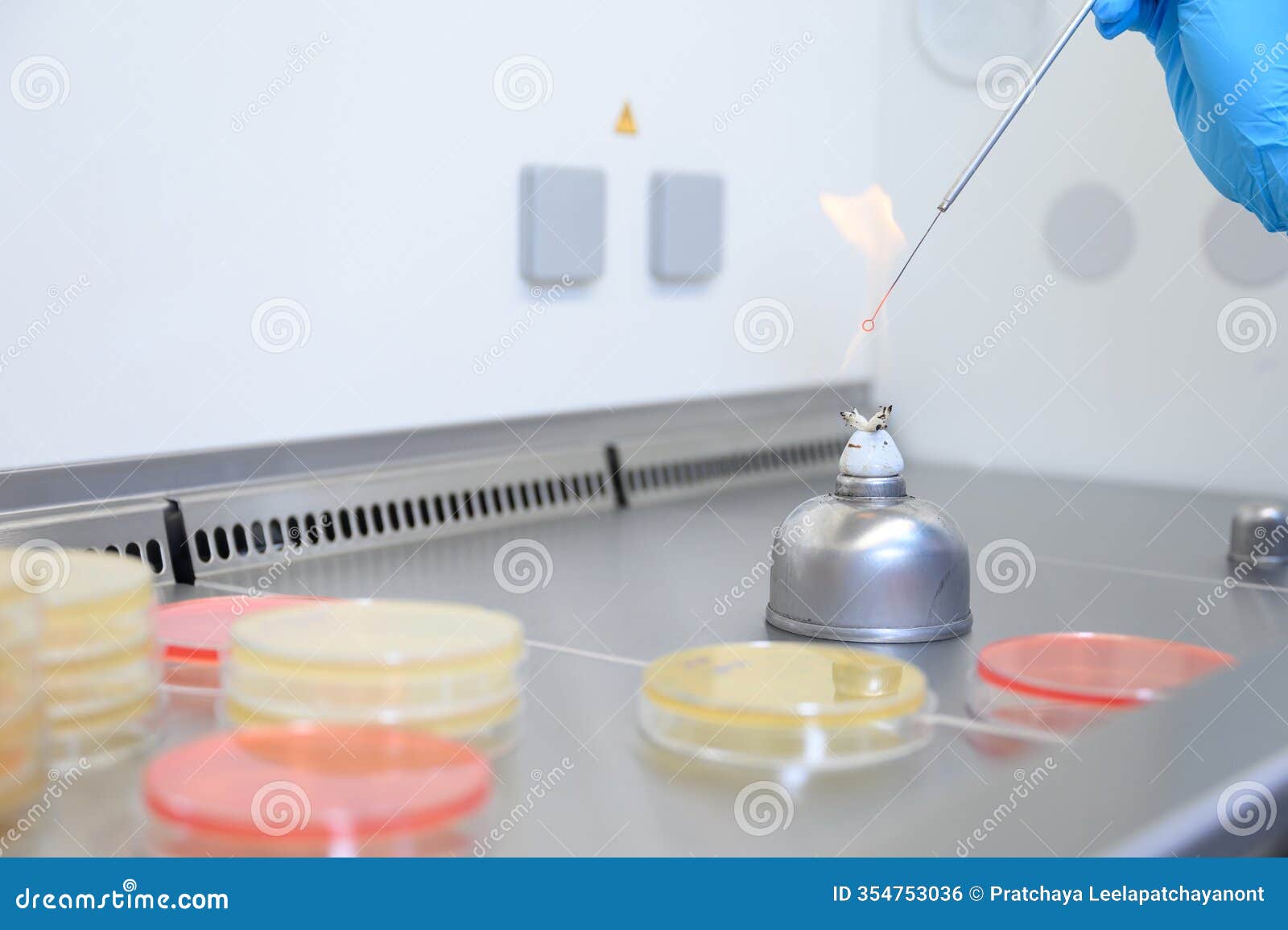 Microbiological Inoculation Loop Being Sterilized in Flame of Alcohol ...