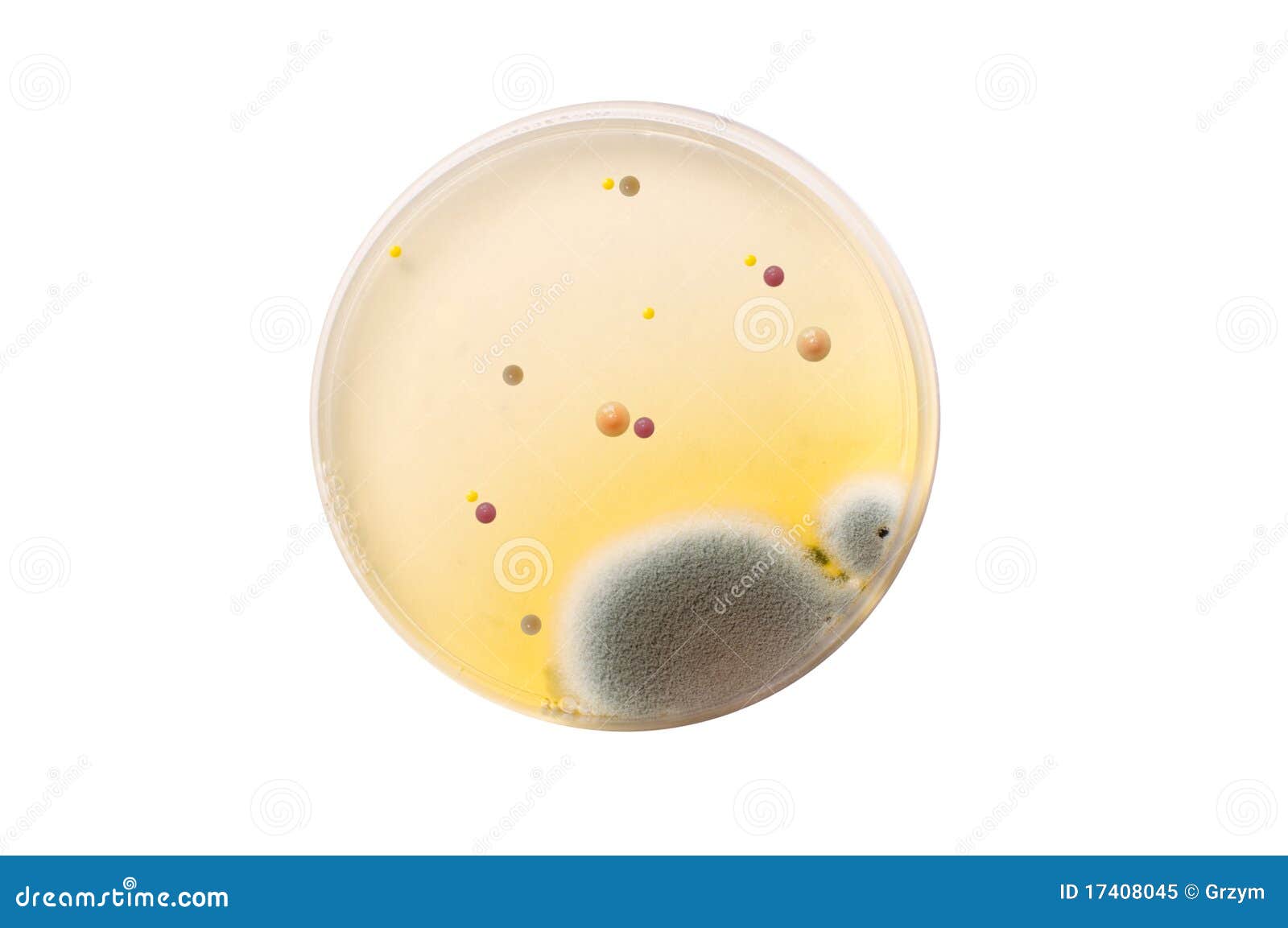 Microbiological Plate with Bacteria and Fungi Stock Image - Image of ...