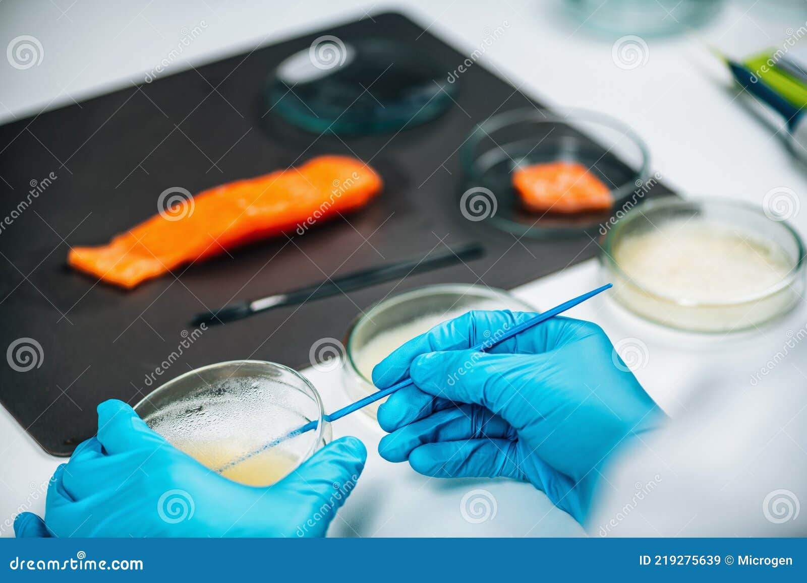 Microbiological Quality Assessment - Testing Salmon Fish Sample Stock ...